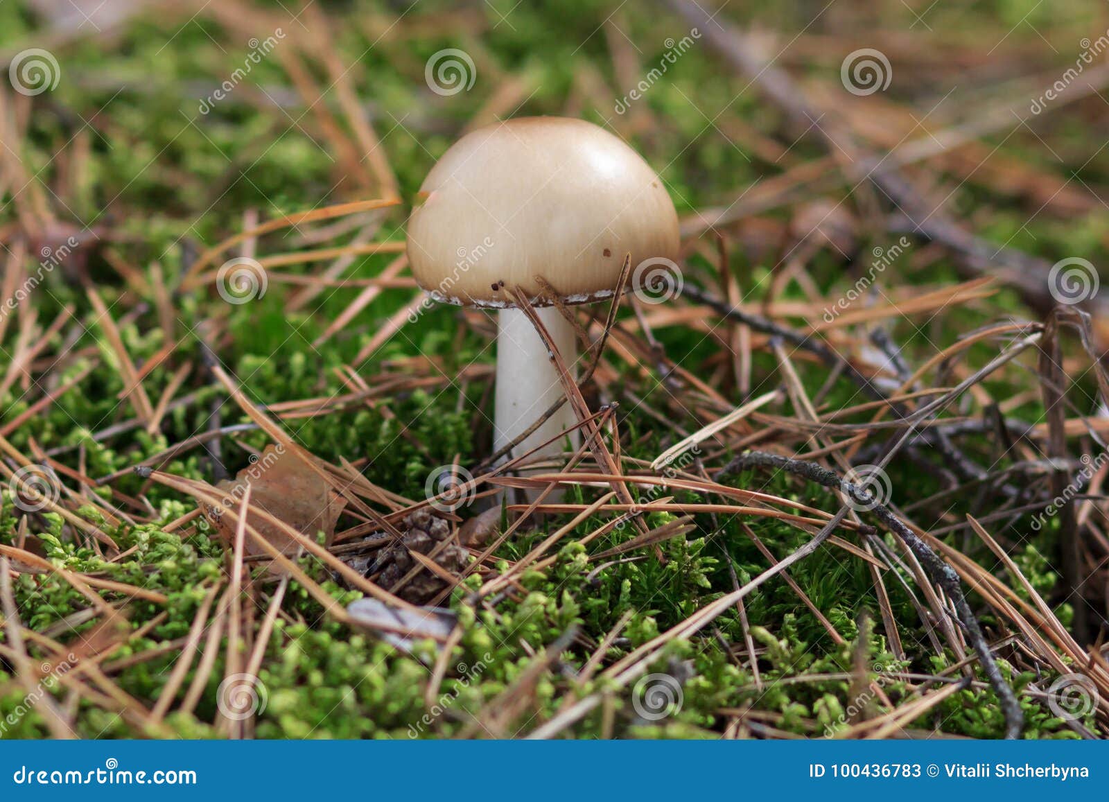 Mashroom in forest stock image. Image of brown, macro - 100436783