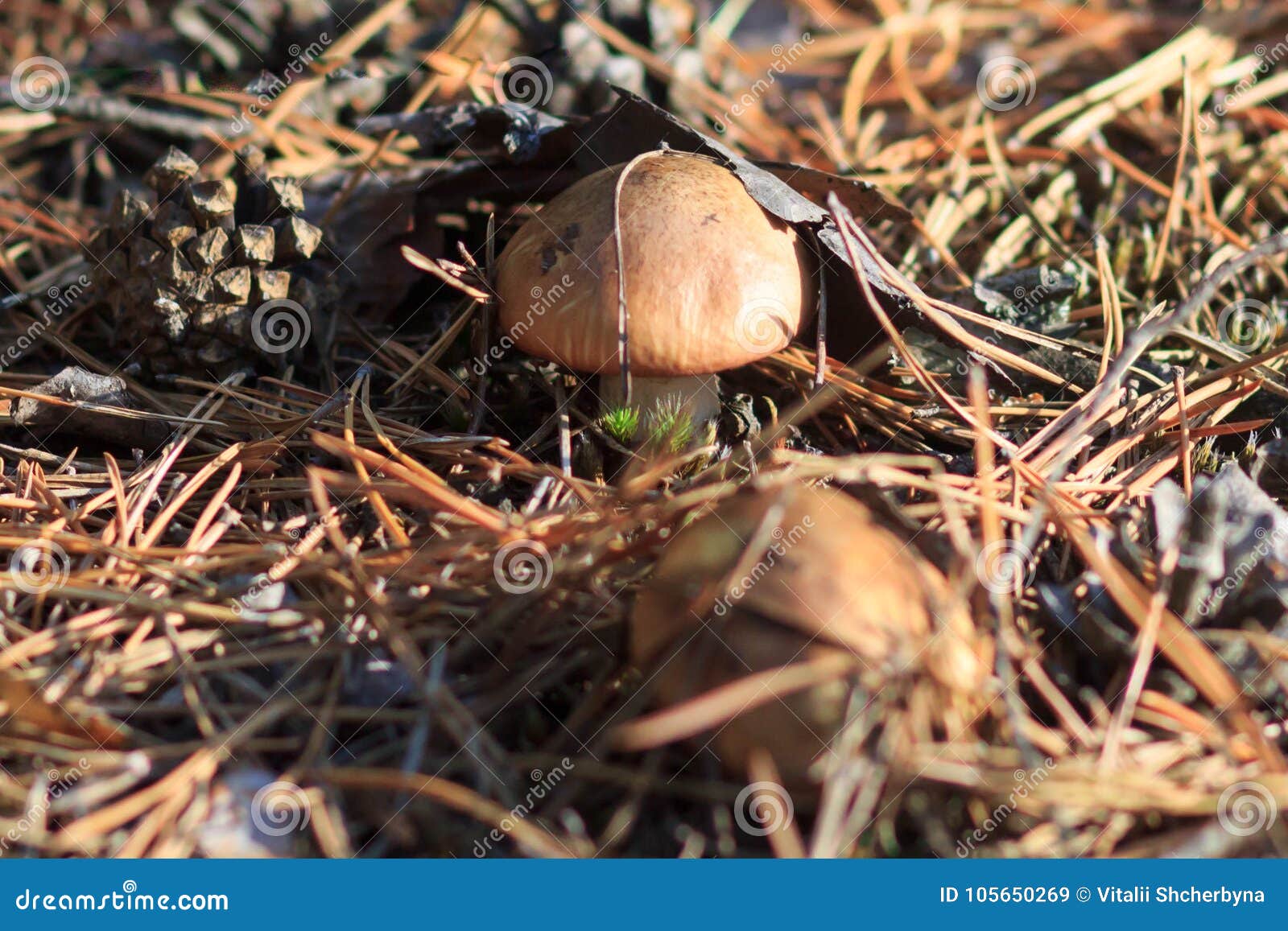 Mashroom in forest stock image. Image of healthy, ingredient - 105650269