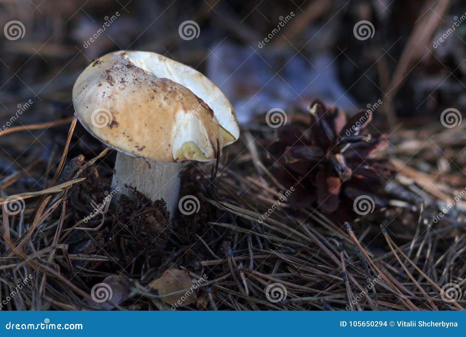 Mashroom in forest stock photo. Image of organic, boletus - 105650294