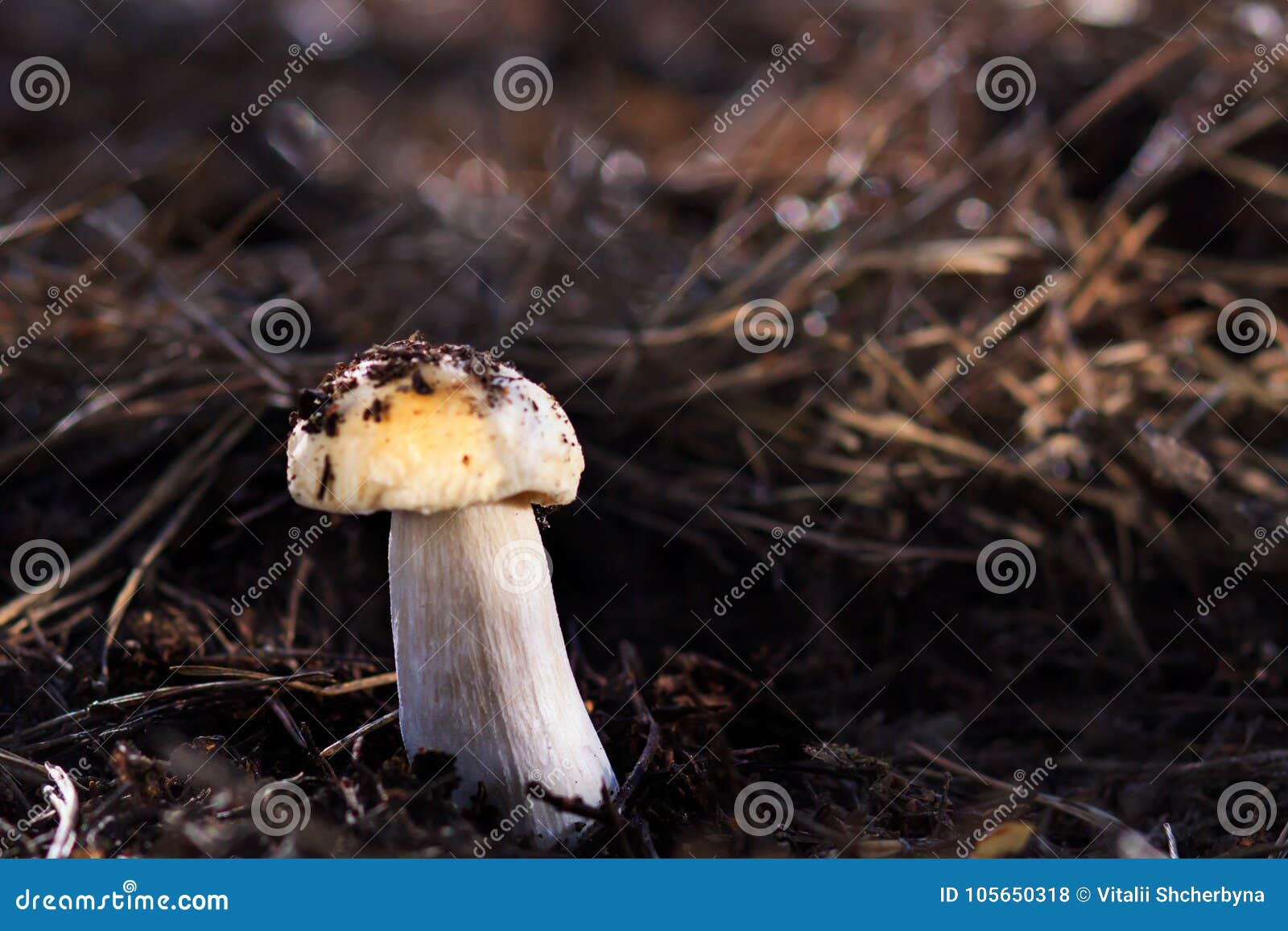 Mashroom in forest stock photo. Image of summer, food - 105650318