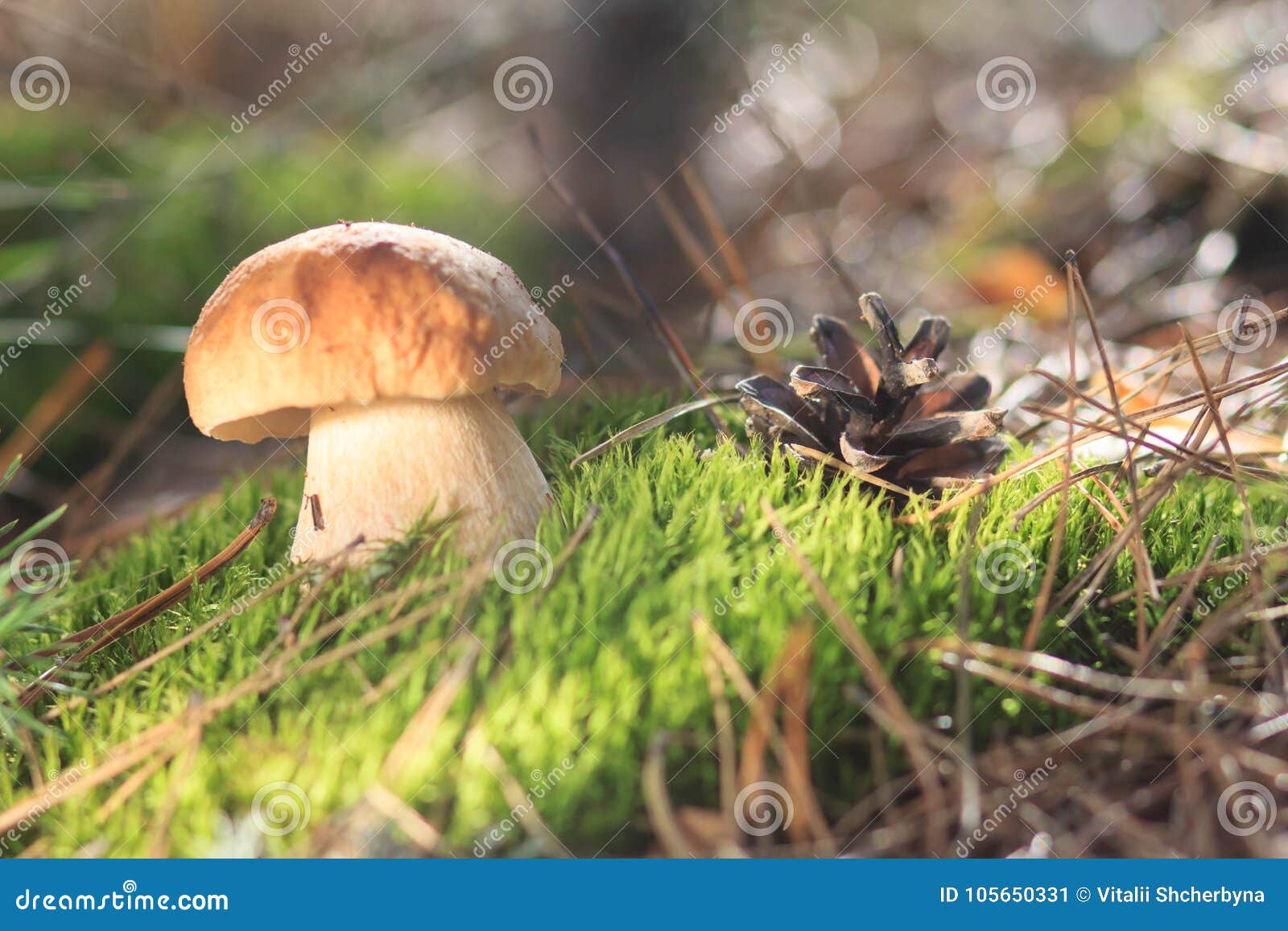 Mashroom in forest stock image. Image of vegetarian - 105650331