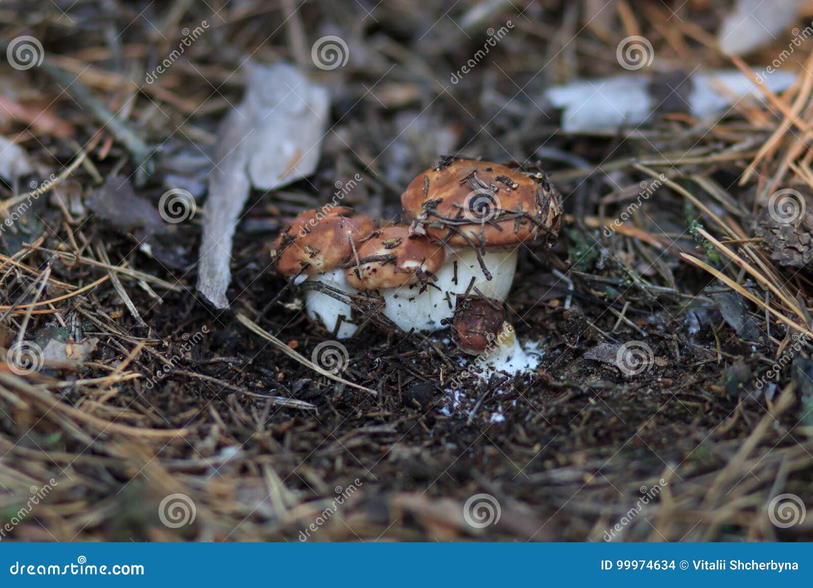 Mashroom in forest stock photo. Image of grow, brown - 99974634