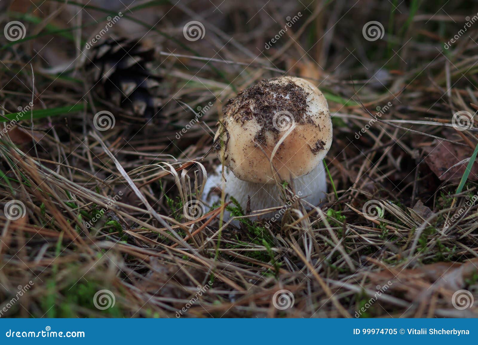 Mashroom in forest stock image. Image of forest, macro - 99974705