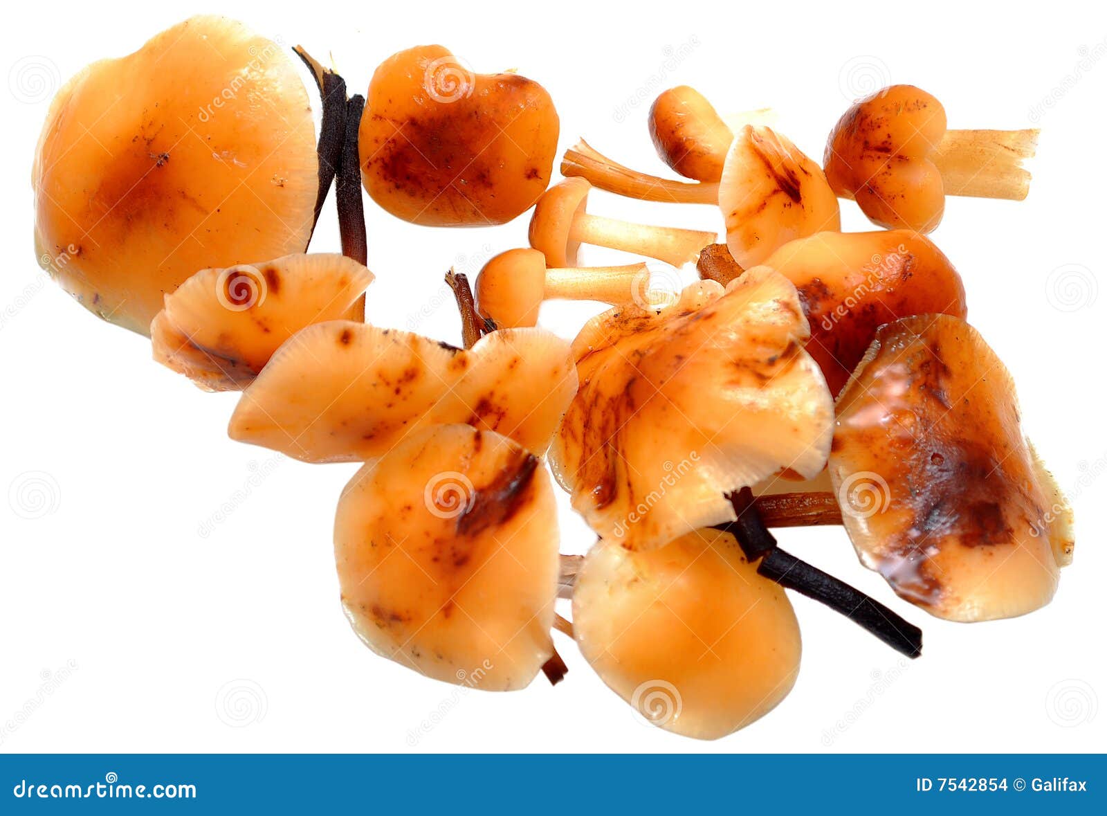 Fresh mashrooms stock photo. Image of wood, tasty, fresh - 7542854