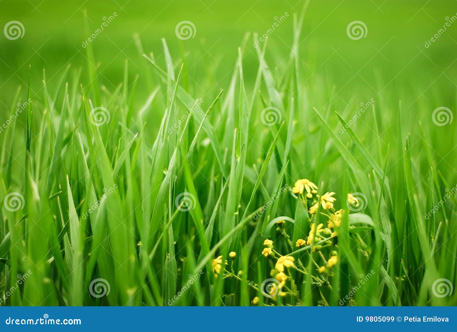 Fresh meadow stock image. Image of leaf, beauty, green - 9805099