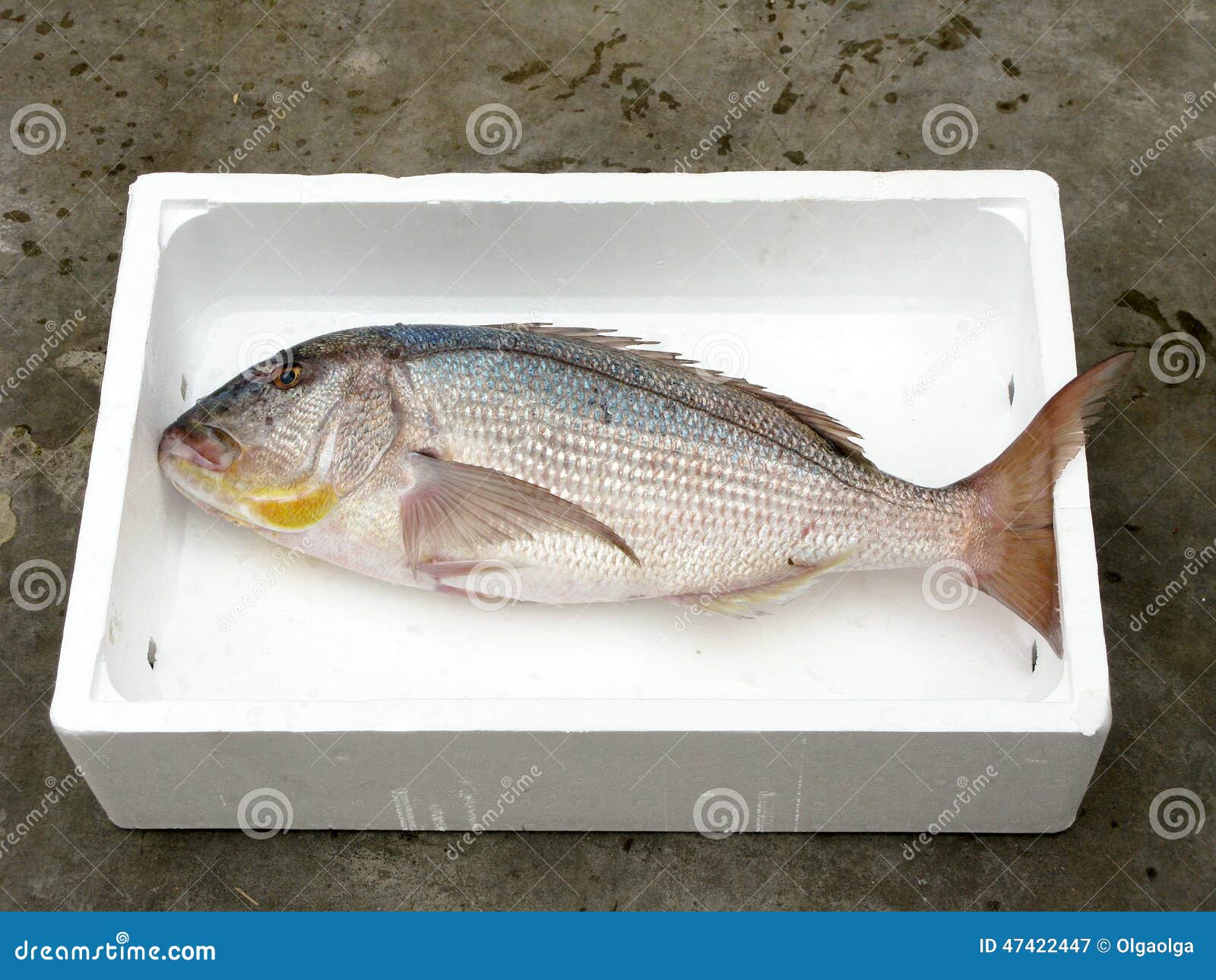 Fresh Mediterranean Common Dentex Stock Image - Image of fish, white ...