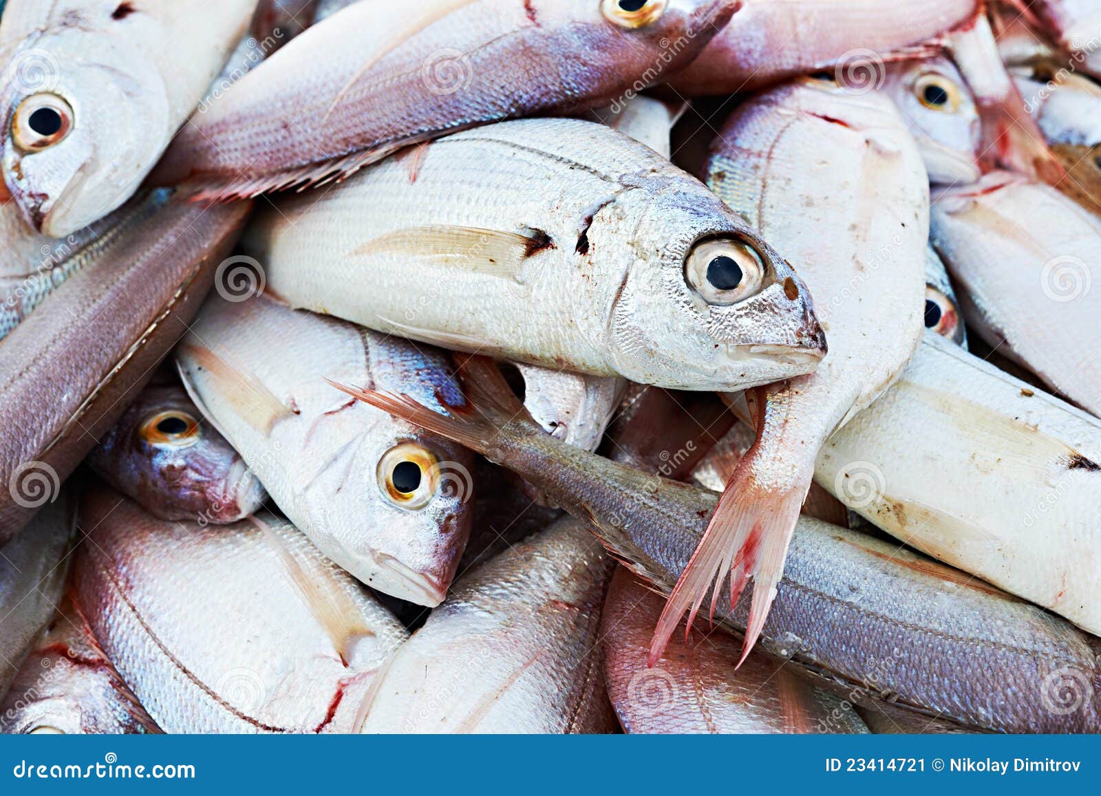 Fresh mediterranean fish stock image. Image of catch - 23414721