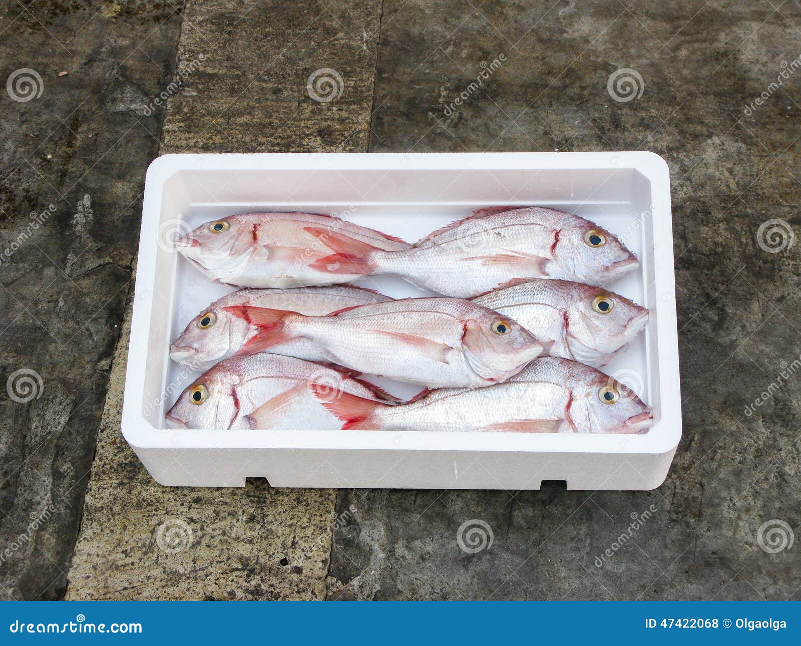 Fresh Mediterranean King of the Breams Stock Photo - Image of seafood ...