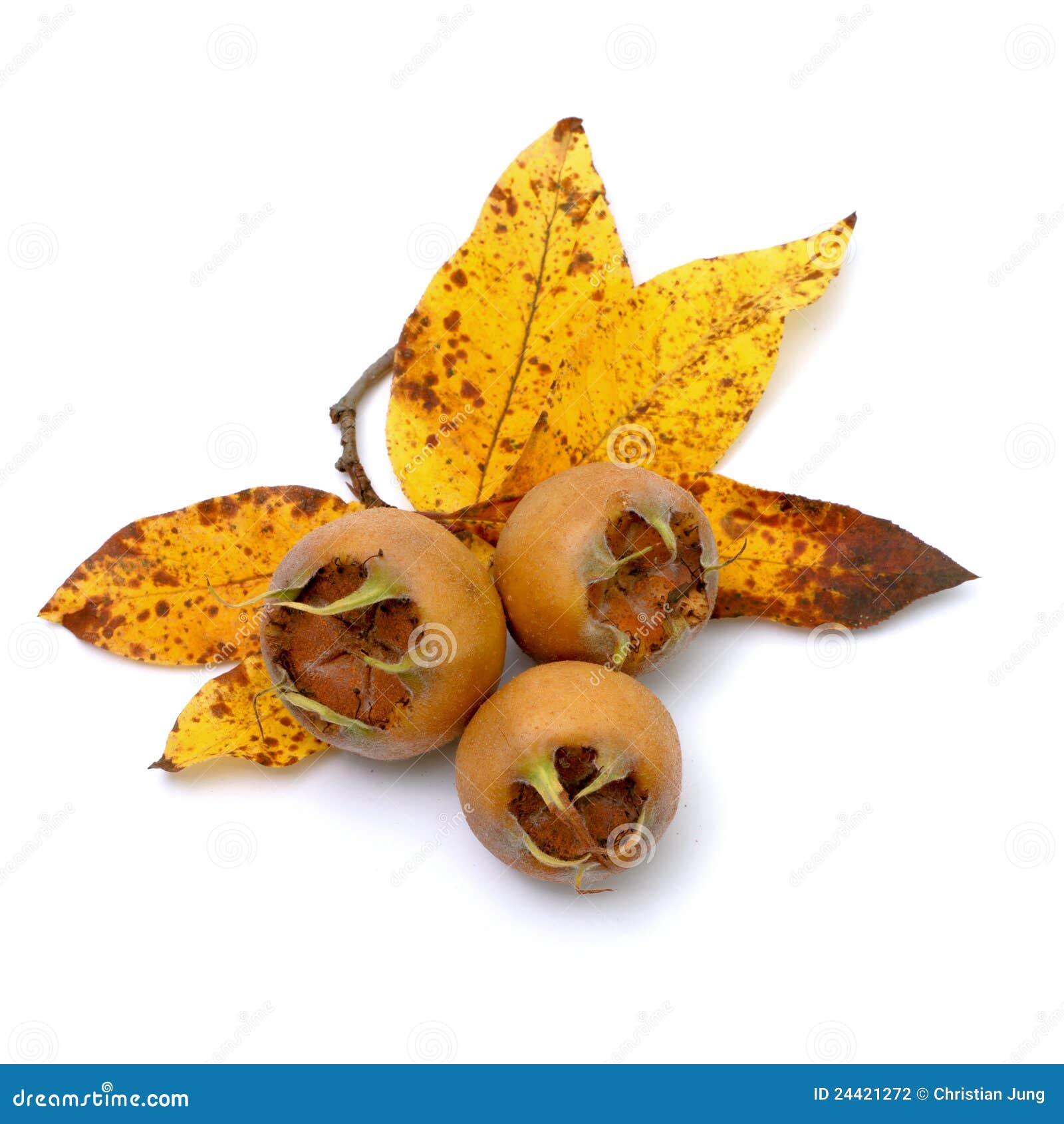 Fresh medlars stock photo. Image of fruits, medlar, harvest - 24421272