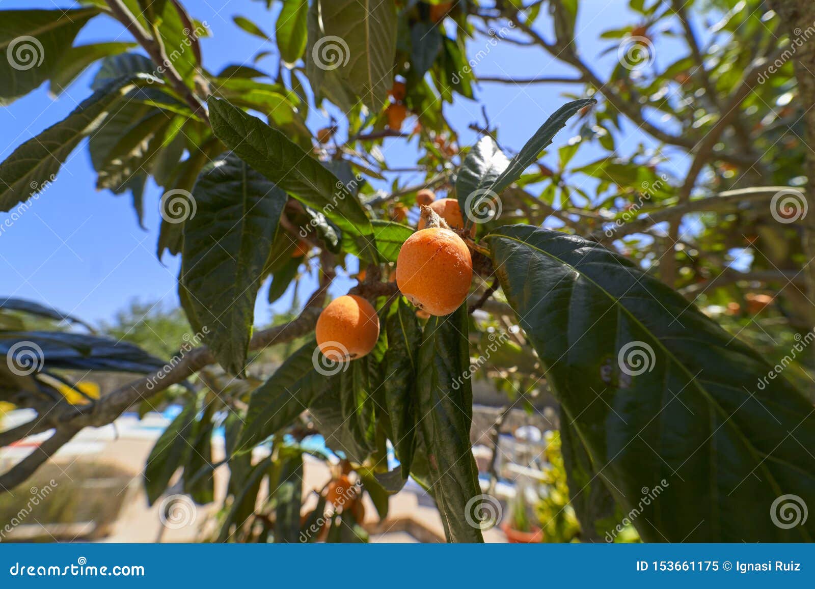 Fresh medlars on a tree. stock image. Image of organic - 153661175
