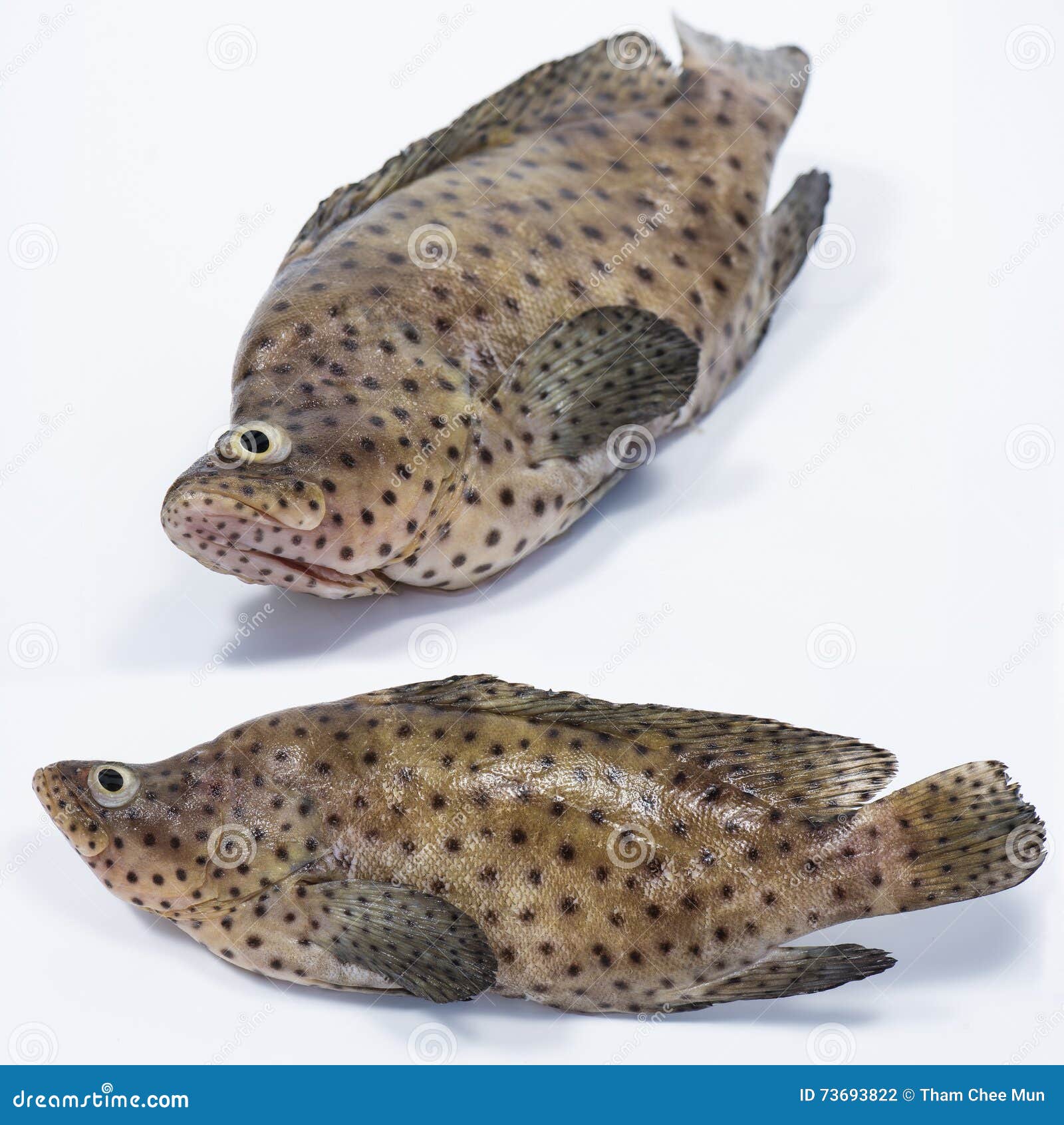 Mei Fish Stock Photos - Free & Royalty-Free Stock Photos from Dreamstime