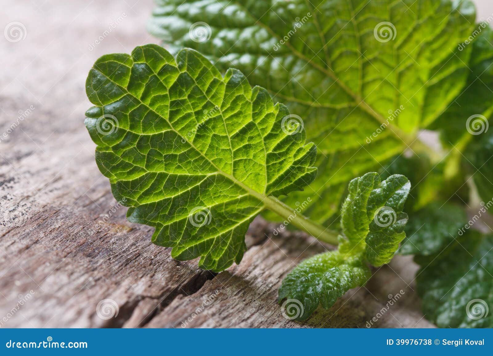 Fresh Melissa Leaves Isolated On White . Kitchen Herb Stock Photo ...