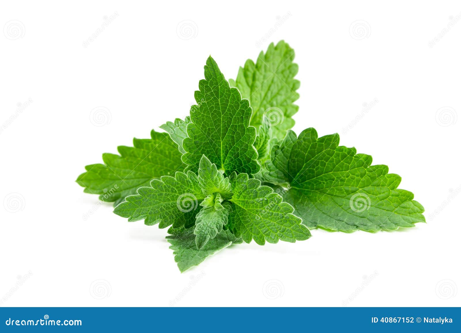 Fresh Melissa Isolated on White Stock Photo - Image of meal ...