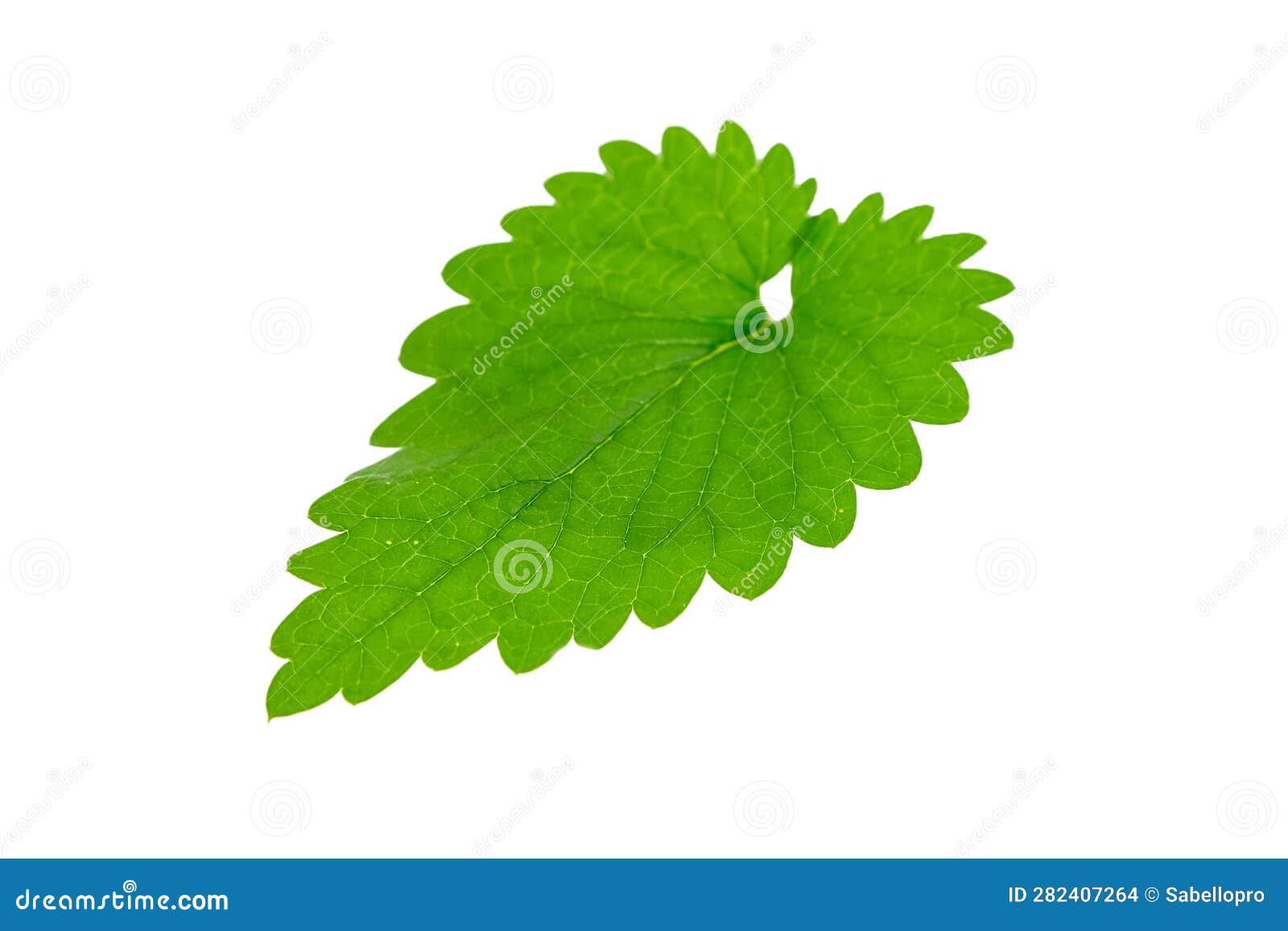 Fresh Melissa Leaf Isolated on White Background. Green Melissa Herb ...