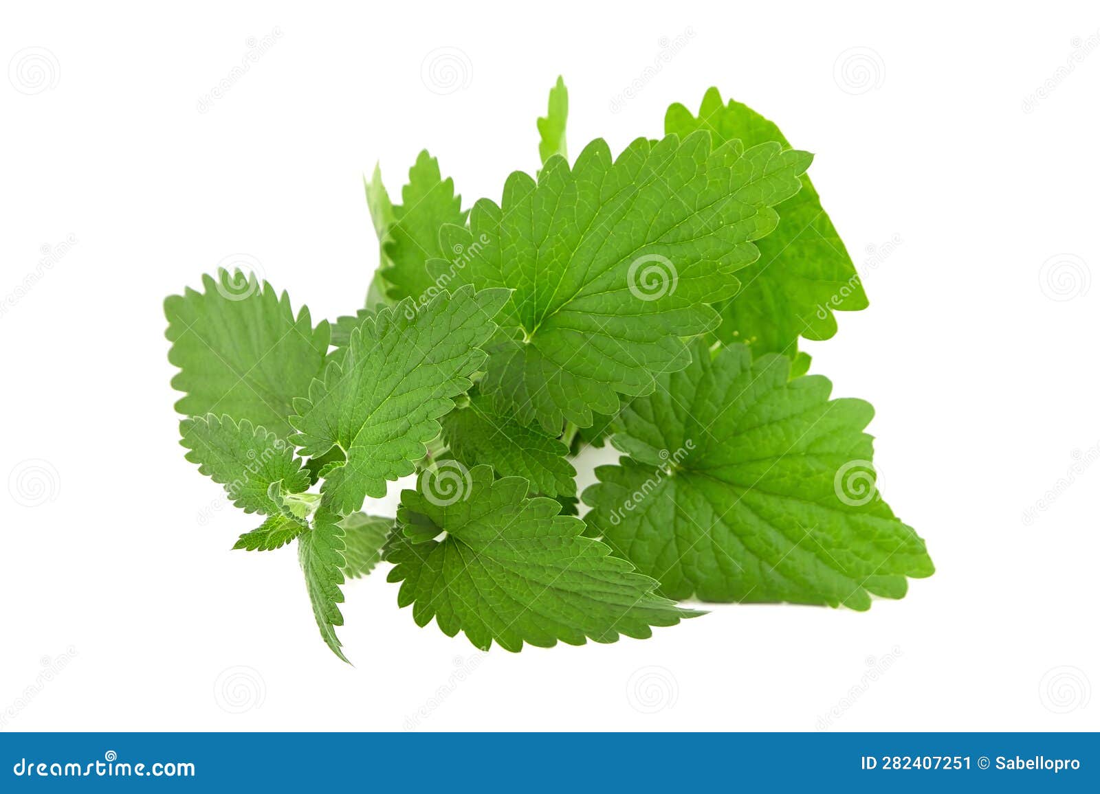 Fresh Melissa Leaves Isolated on White Background. Green Melissa Herb ...