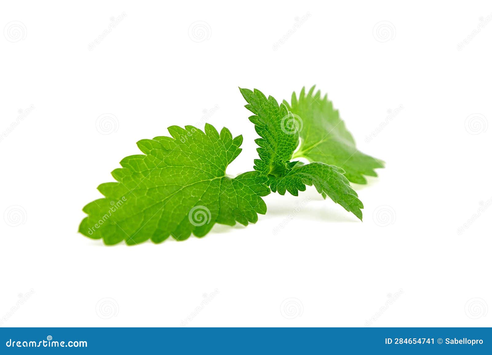 Fresh Melissa Leaves Isolated on White Background. Green Melissa Herb ...