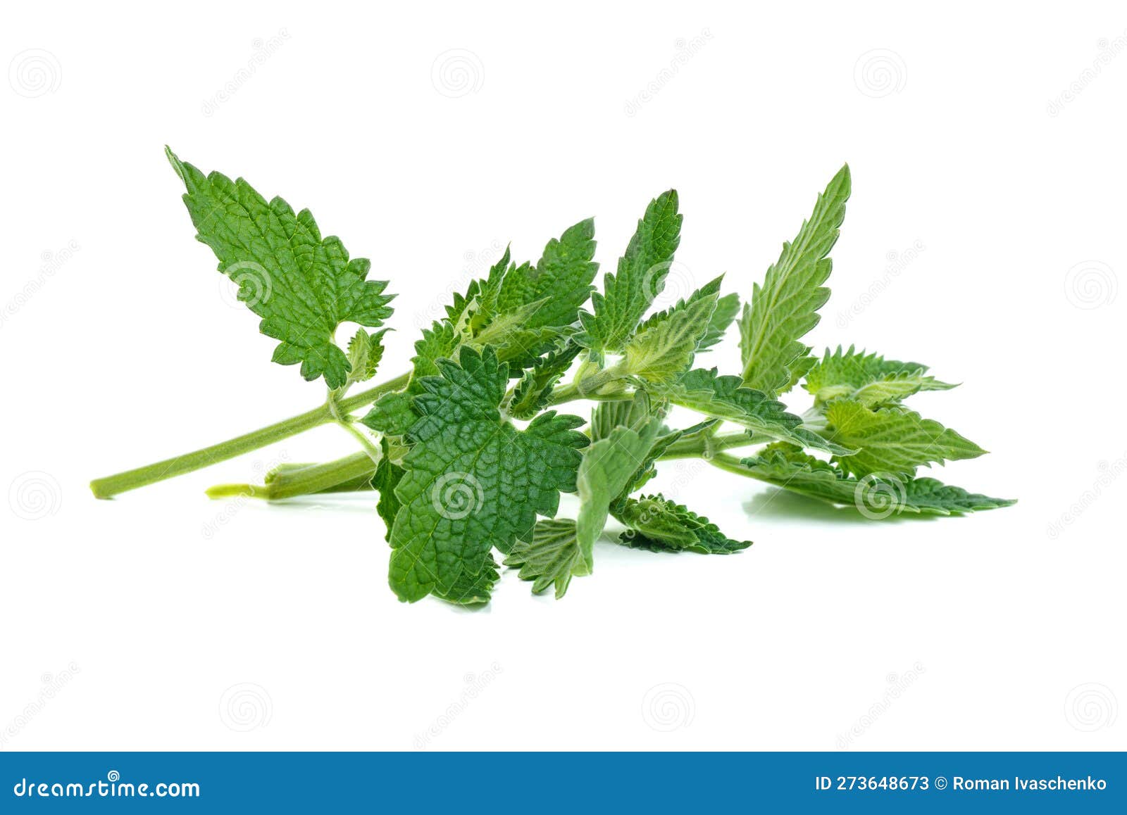 Fresh Melissa Leaves Isolated on White . Kitchen Herb Stock Image ...