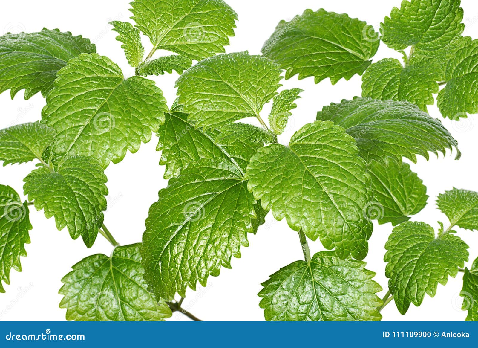 Fresh Melissa Leaves Isolated On White Background. Green Melissa Herb ...