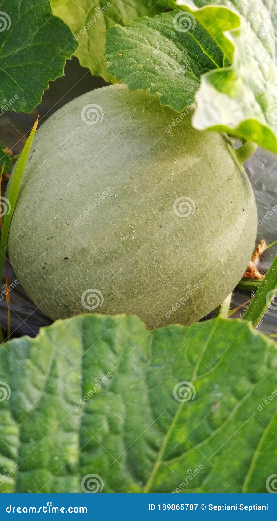 Fresh melon fruit stock image. Image of yellow, branch - 189865787
