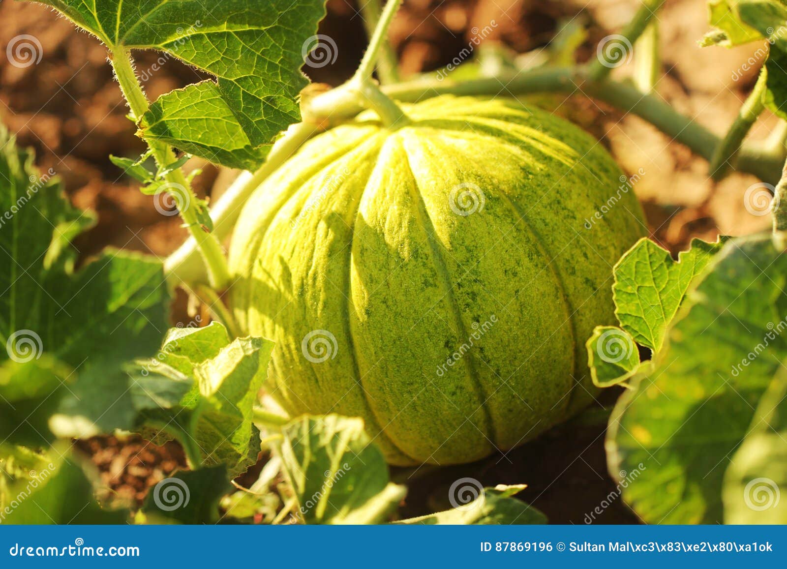 Fresh Melon stock photo. Image of collocate, light, edible - 87869196