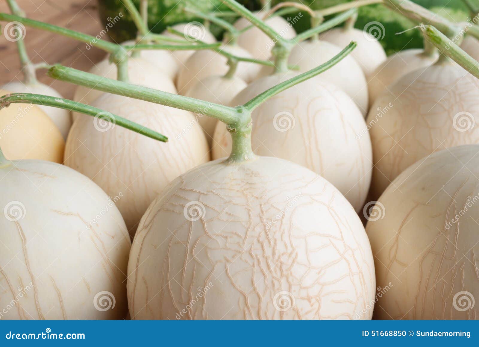 Fresh Melon with Skin Texture Stock Photo - Image of skin, fruit: 51668850