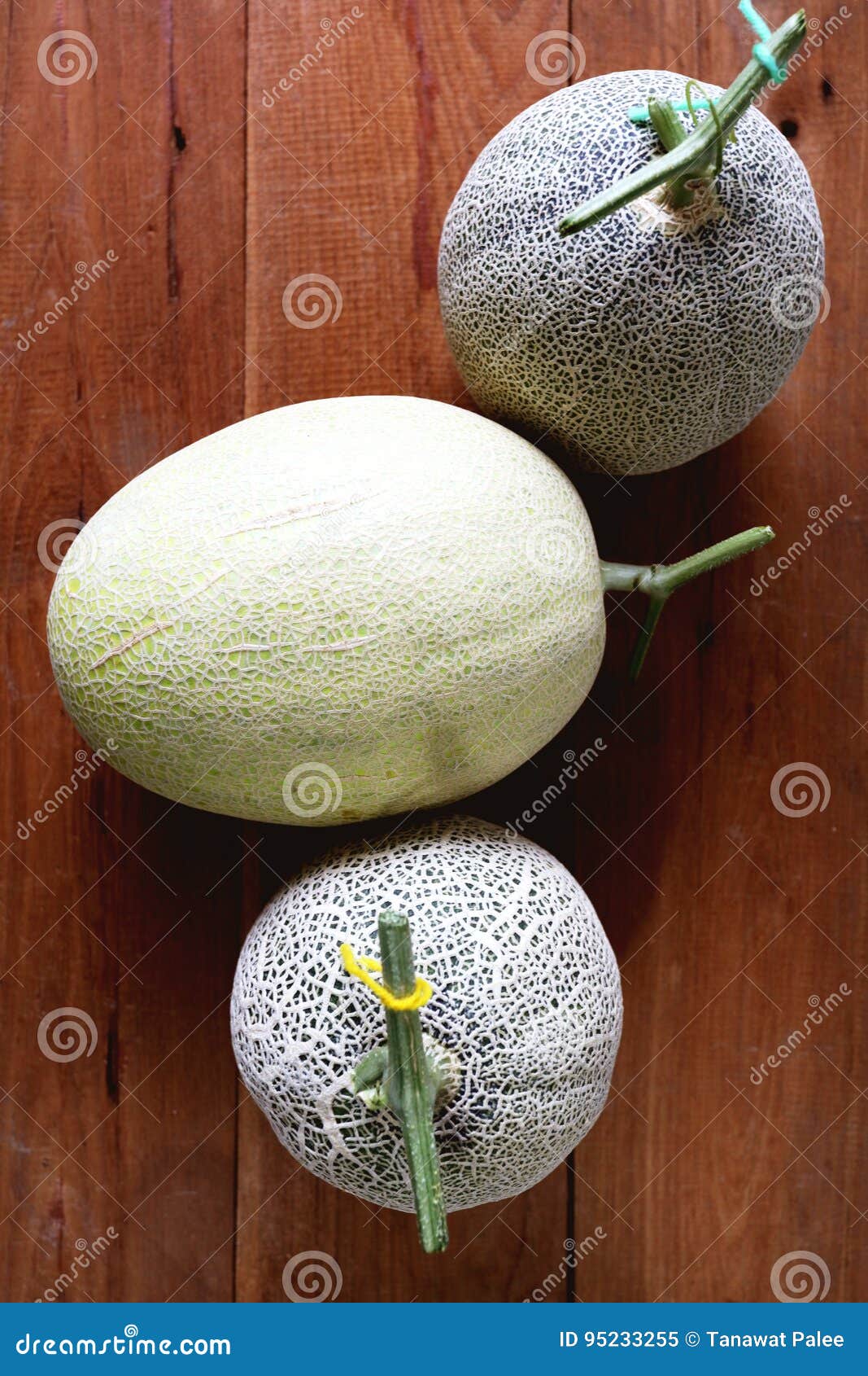 Fresh melon stock image. Image of melon, organic, green - 95233255