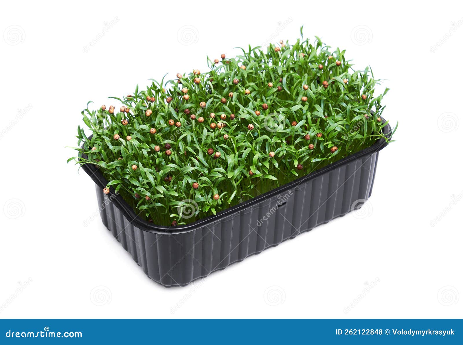 Fresh Micro Greens in a Plastic Box Stock Photo - Image of background ...