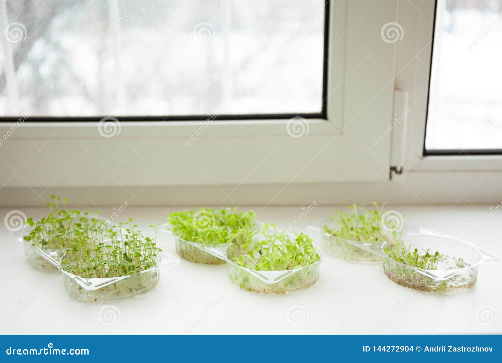 Fresh Micro Greens Seedlings Growing on a Windowsill Stock Photo ...
