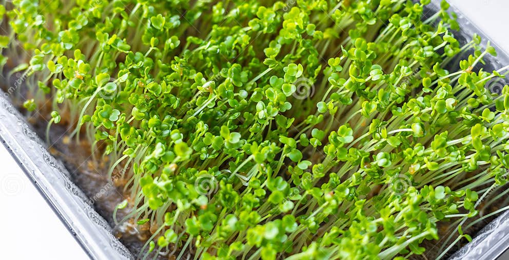 Fresh Microgreens. Container of Freshly Sprouted Microgreens. Container ...
