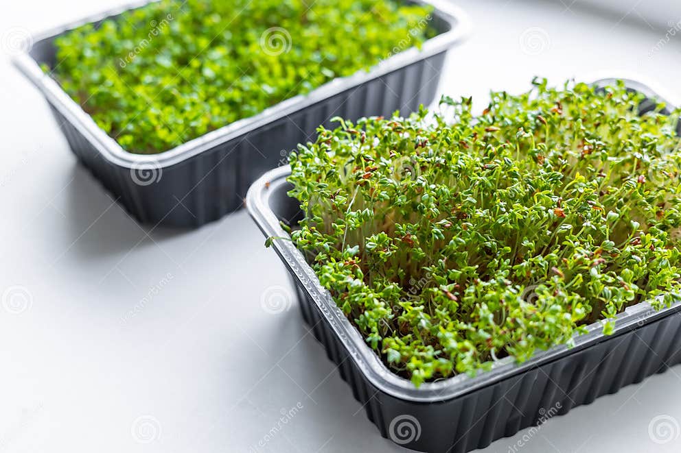 Fresh Microgreens. Container of Freshly Sprouted Microgreens. Container ...