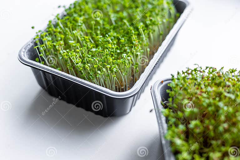 Fresh Microgreens. Container of Freshly Sprouted Microgreens. Container ...