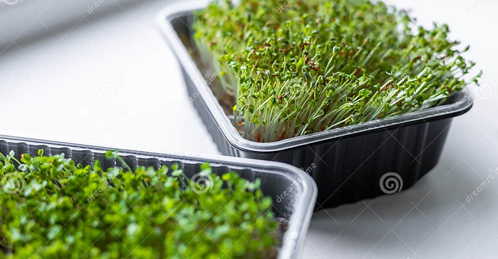 Fresh Microgreens. Container of Freshly Sprouted Microgreens. Container ...