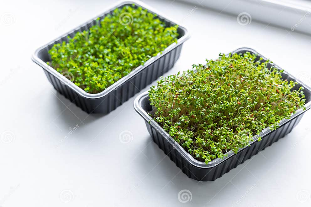 Fresh Microgreens. Container of Freshly Sprouted Microgreens. Container ...