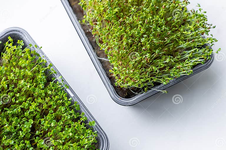 Fresh Microgreens. Container of Freshly Sprouted Microgreens. Container ...