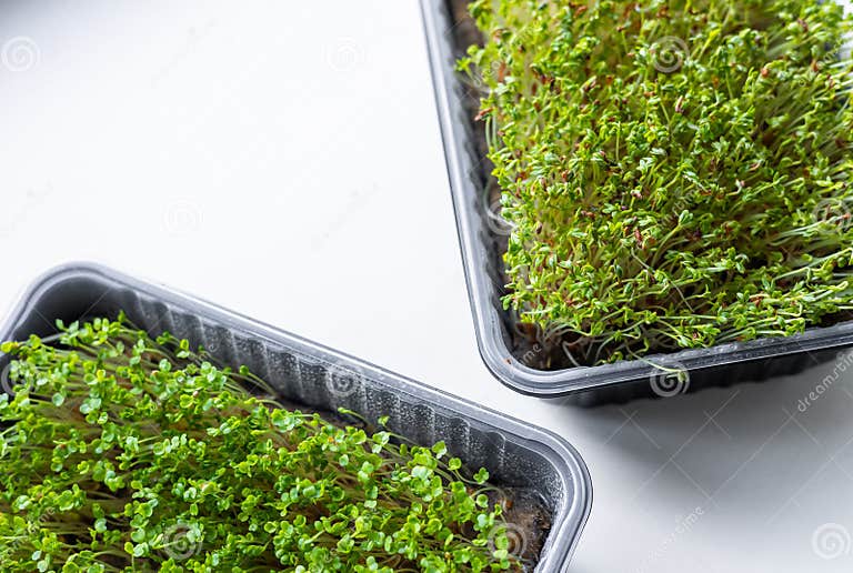 Fresh Microgreens. Container of Freshly Sprouted Microgreens. Container ...