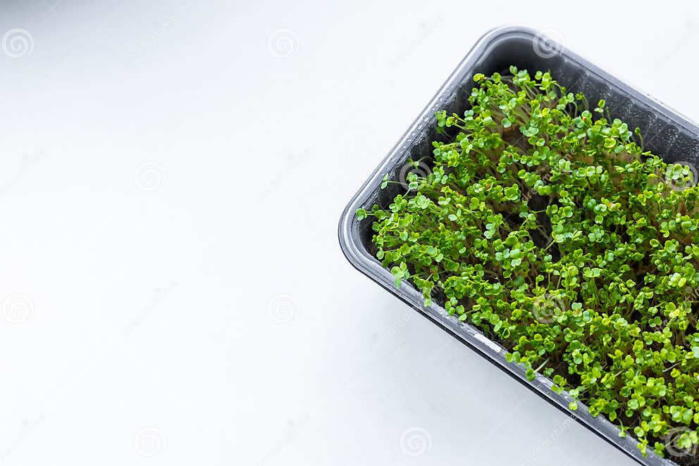 Fresh Microgreens. Container of Freshly Sprouted Microgreens. Container ...
