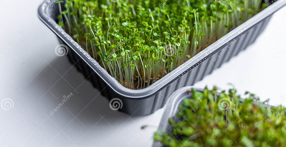 Fresh Microgreens. Container of Freshly Sprouted Microgreens. Container ...