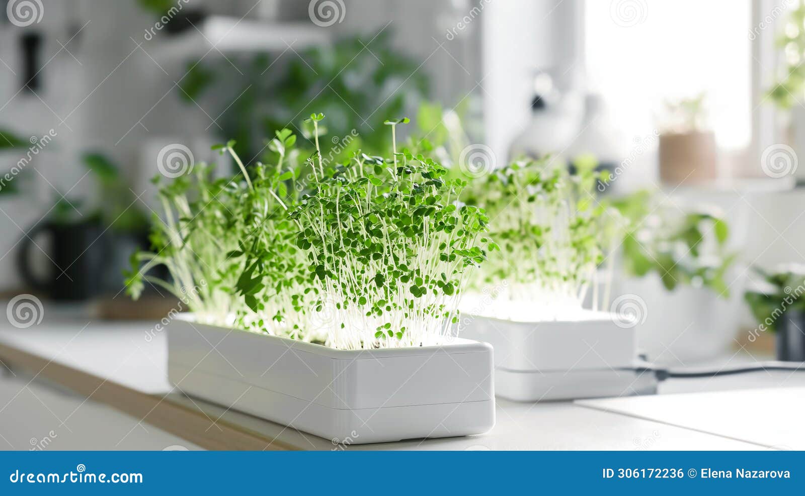 Fresh Microgreens Growing in Planter, Illuminated by a Grow Light Stock ...