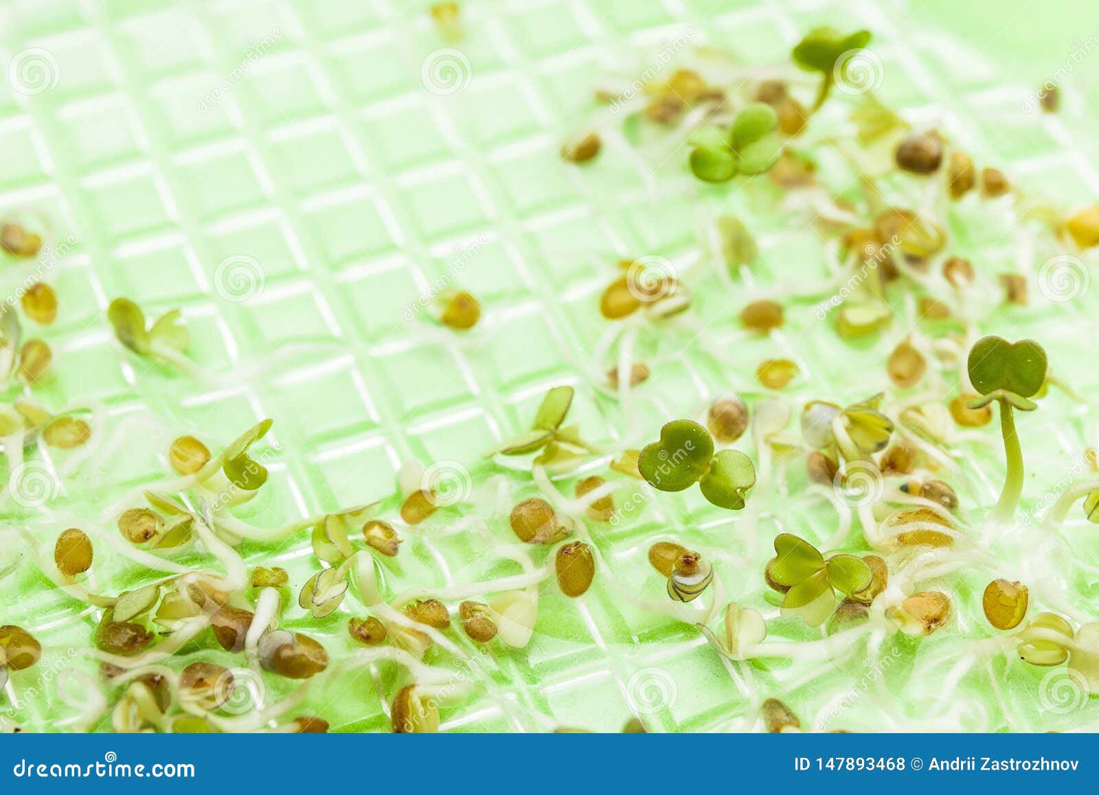 Fresh Microgreens in Laboratory, Copy Space Stock Photo - Image of ...