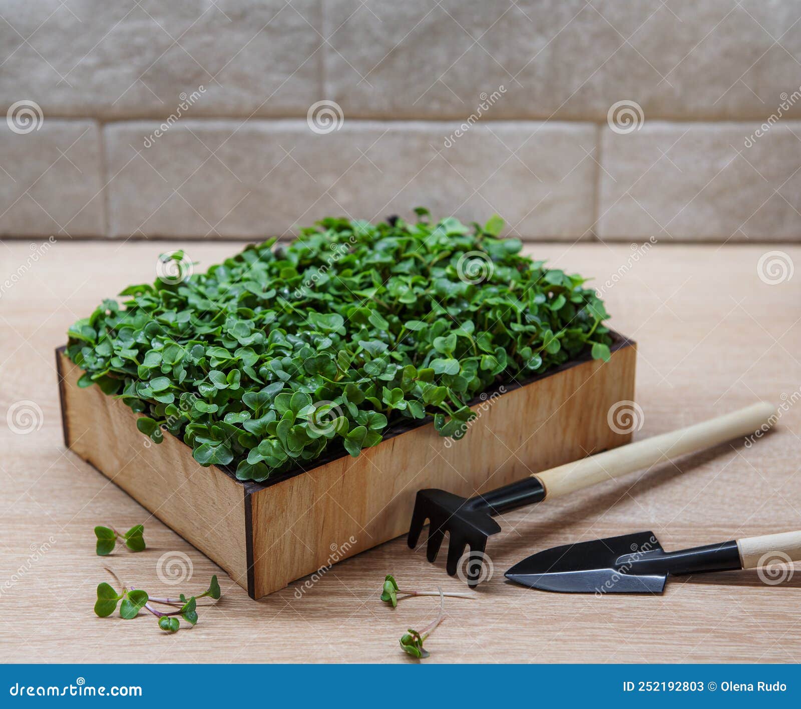Fresh Microgreens in the Box Stock Image - Image of microgreen ...