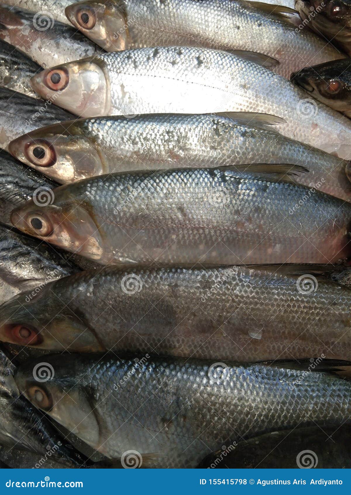 Fresh Milk Fish in the Supermarket Stock Photo - Image of cheese, bread ...