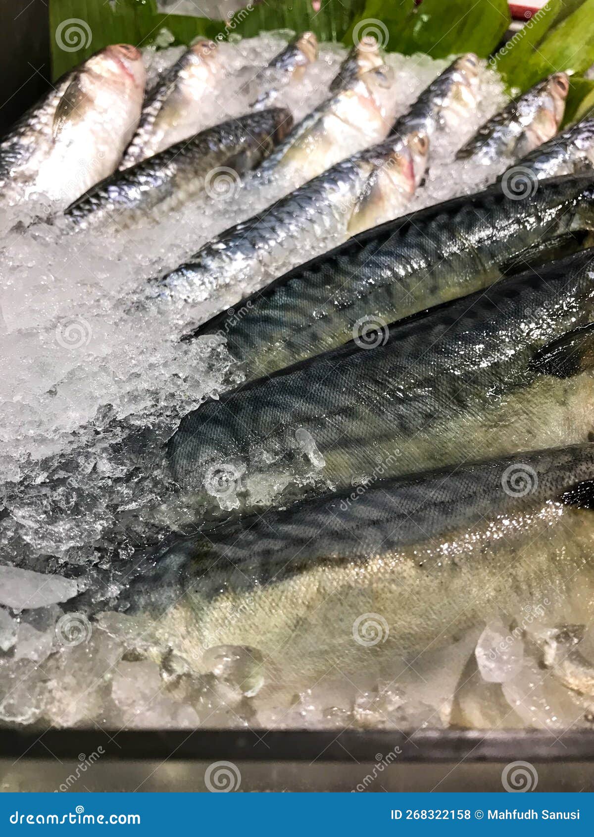 Fresh Milkfish Display in Local Supermarket Stock Photo - Image of ...
