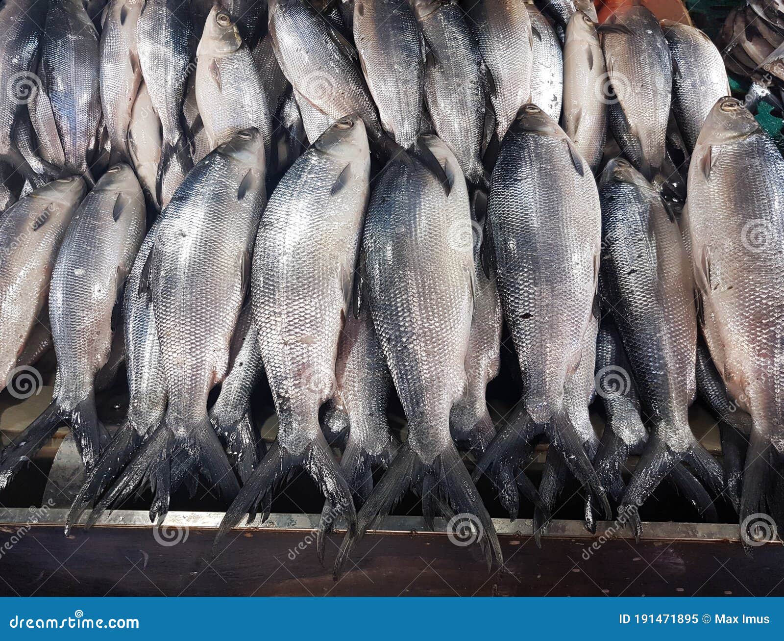 Fresh Milkfish at a Local Fish Market Stock Image - Image of asia ...