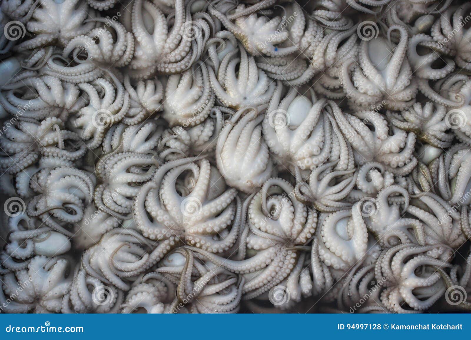 Fresh Mini Octopuses in Seafood Market Stock Photo - Image of deep ...