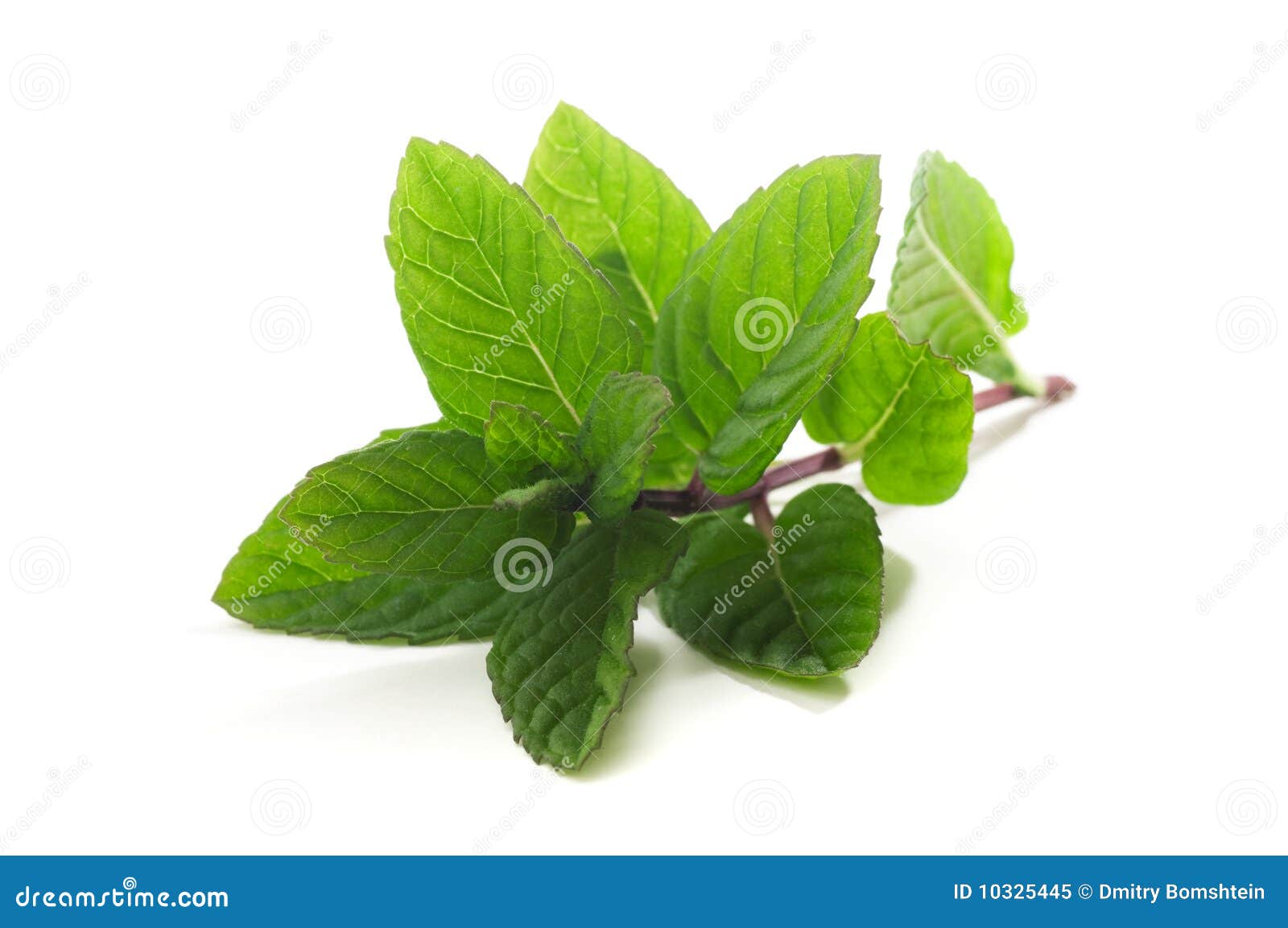 Fresh mint stock image. Image of food, green, mint, macro - 10325445