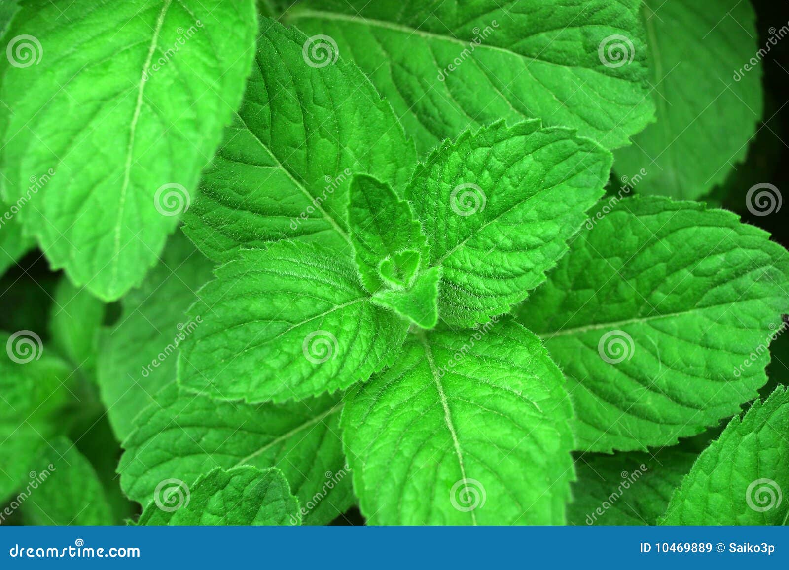 Fresh mint stock image. Image of fresh, green, homegrown - 10469889