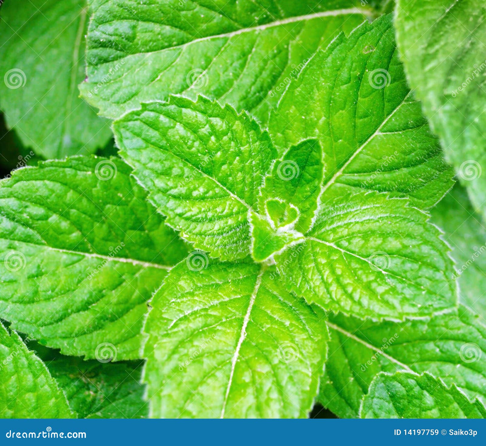 Fresh mint stock image. Image of background, growth, orchard - 14197759