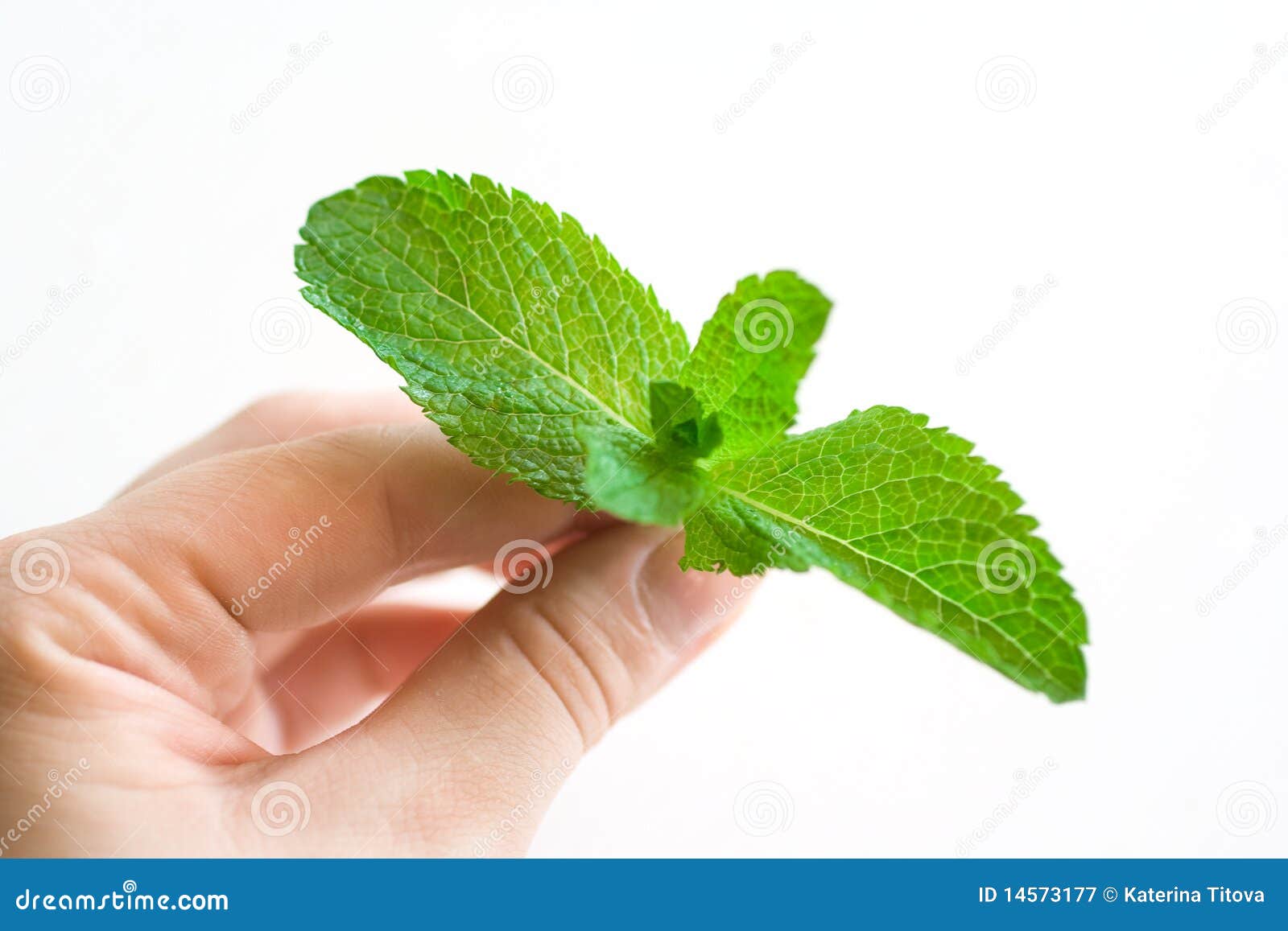 Fresh mint stock image. Image of mint, arranged, arrangement - 14573177