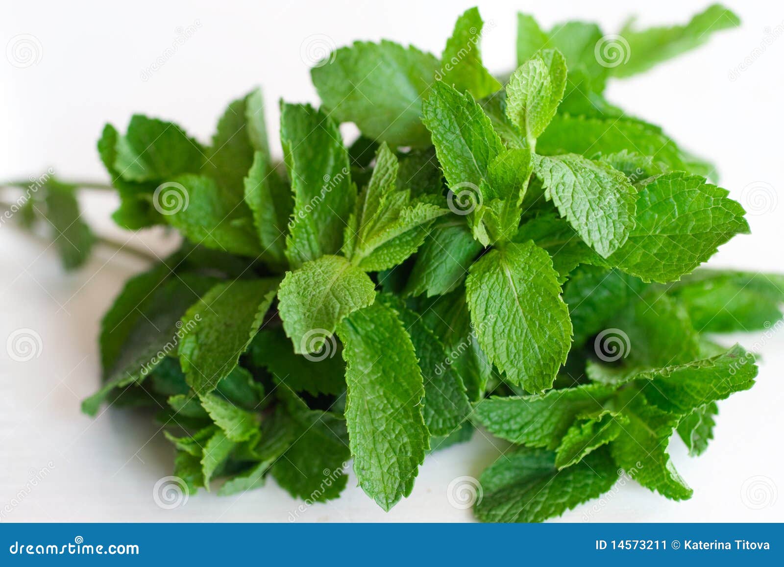 Fresh mint stock image. Image of fragrant, flavor, herbal - 14573211