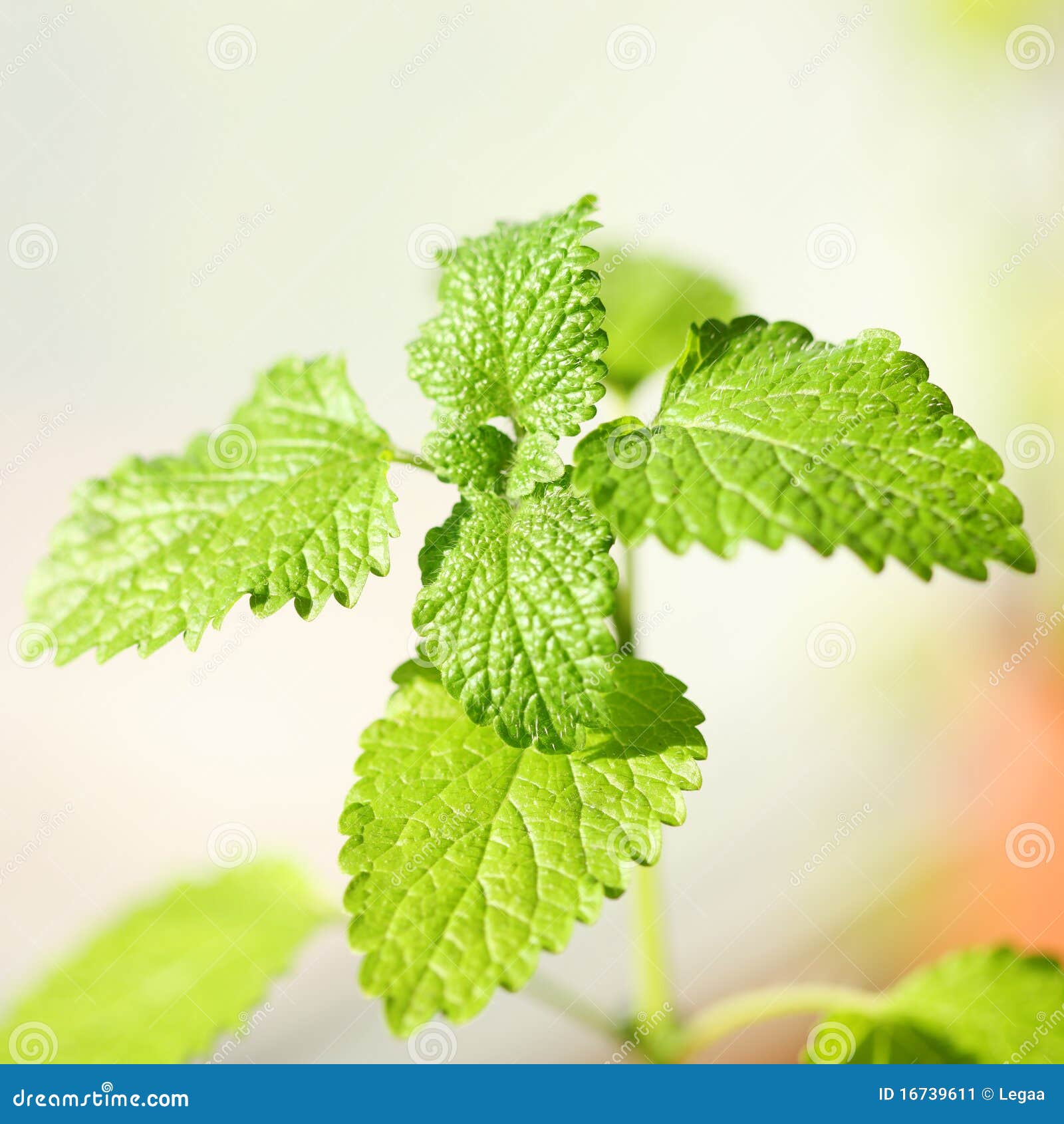 Fresh mint stock image. Image of organic, fresh, plant - 16739611